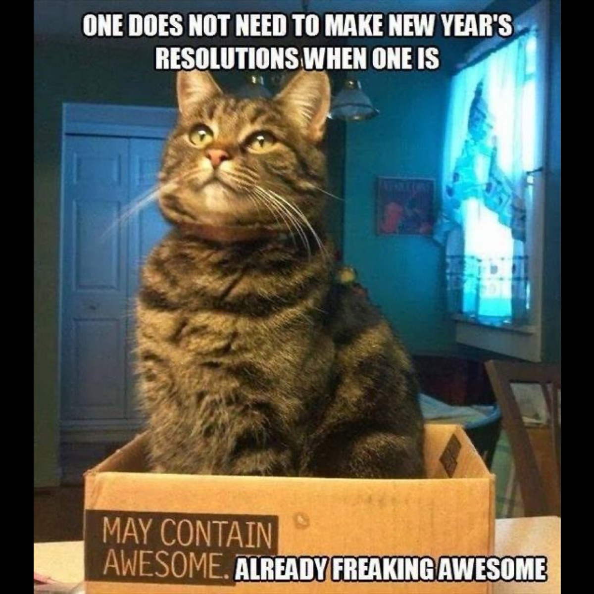 2025: Happy New Year! – Ms. Cat’s Chronicles